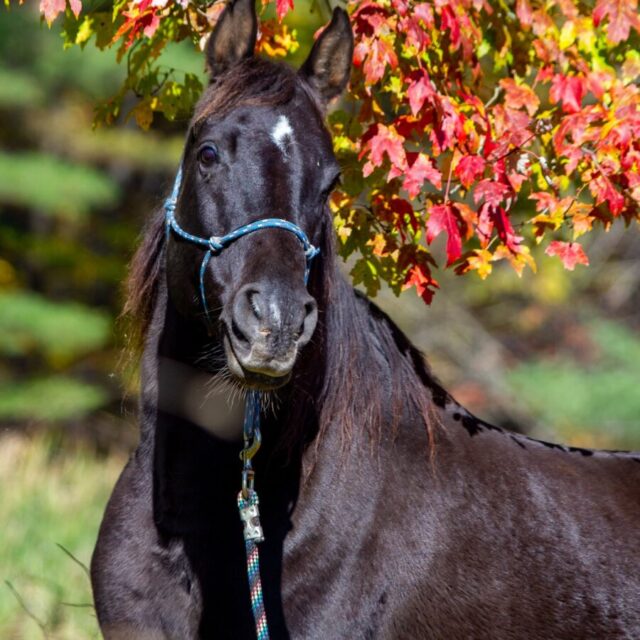 Our Arabians – East West Equestrian Arts