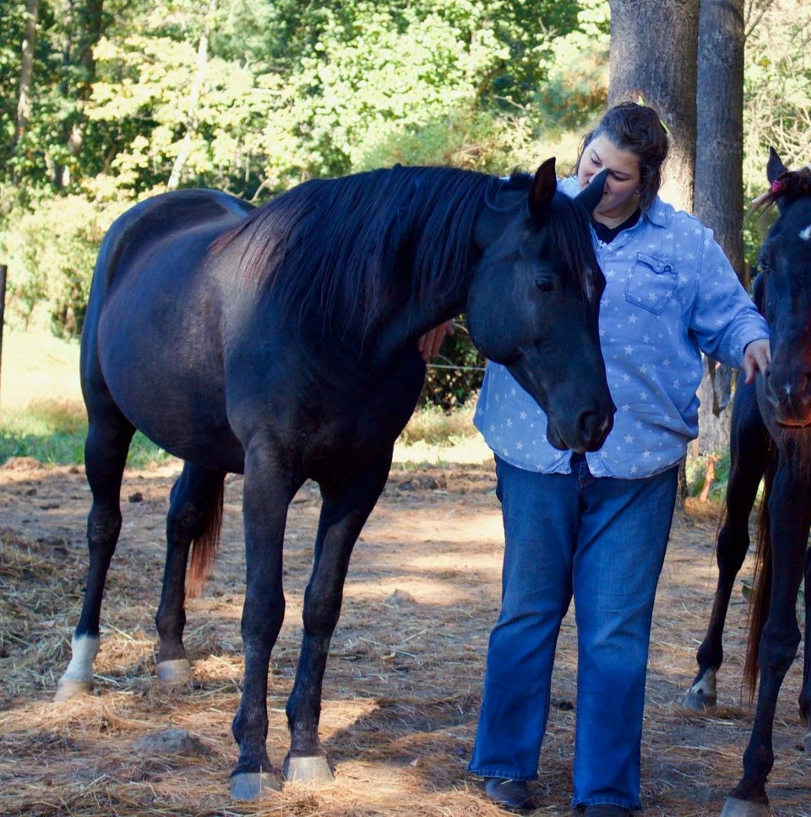 Our Arabians – East West Equestrian Arts